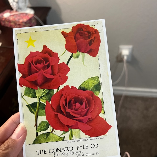 Vintage Flower Postcard Set Set of 25 Postcards Floral Illustrations ...