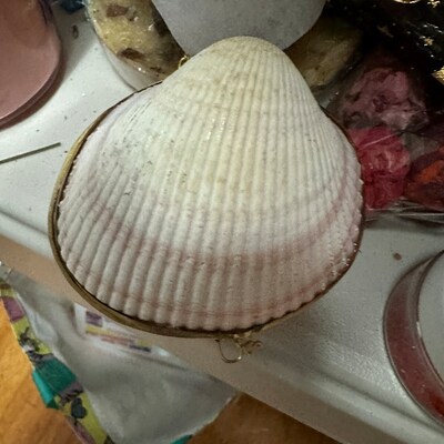 CARDIUM PESODOLIMA Sea Shell Trinket Box - Etsy