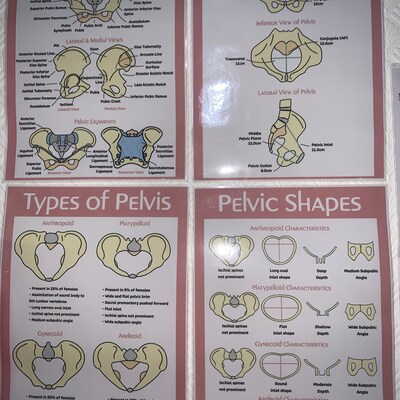 Placenta Educational Poster Study Bundle - Etsy