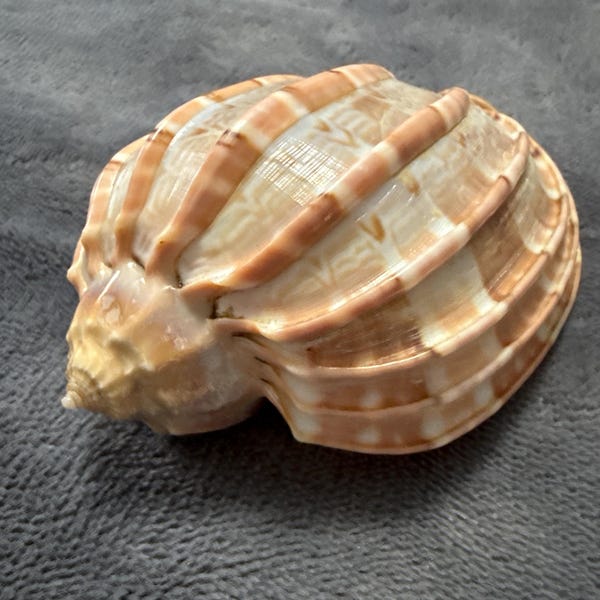 Large Harp Snail Sea Shell Harpa Major Natural Display Specimen Marine ...