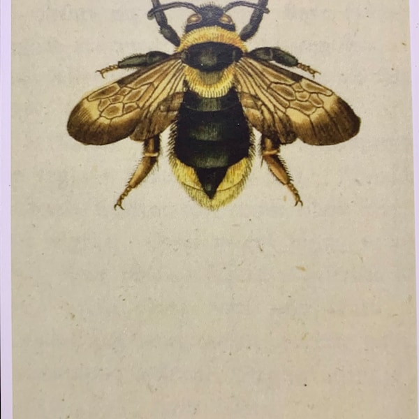 Bees Postcard Set - Set of 27 Postcards - Vintage - Nature ...