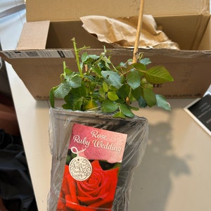 Happy Retirement Rose Bush Gift Wrapped Help A Colleague or - Etsy UK