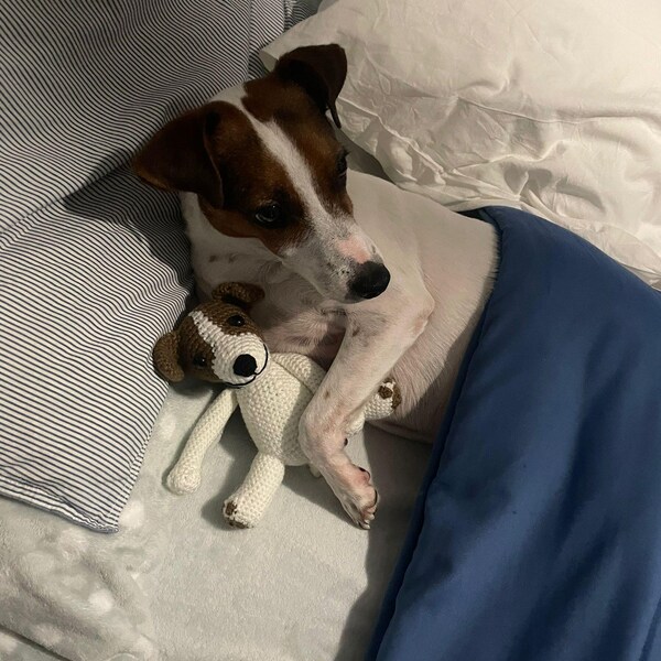 Jeremy the Jack Russell Crochet Pattern, Dog Amigurumi (PDF in US & UK ...