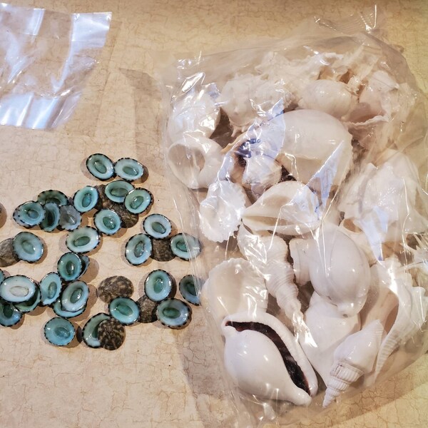 White Sea Shell Mix Beach Wedding Decor Sea Shells Bulk Bag of Shells ...