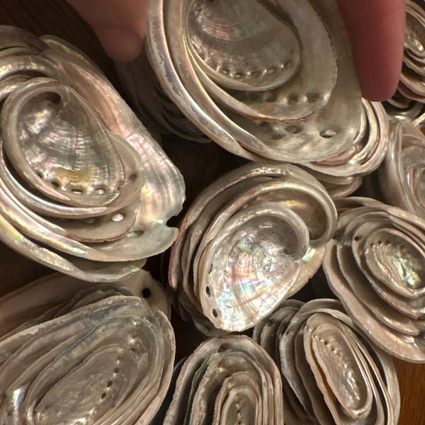 Bulk Polished Red Abalone Shells (25) -size 1"- 3" Seashells, Jewelry ...