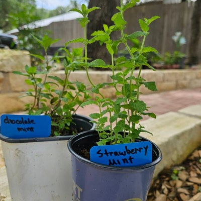 3 Merritt Tree Collard Cuttings - Etsy