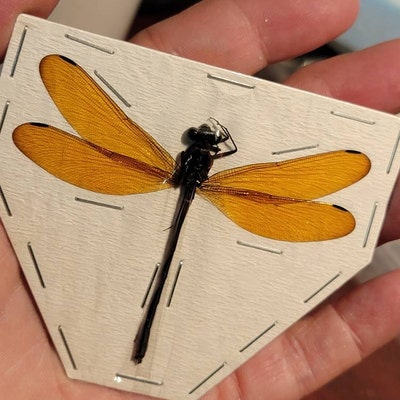 Euphaea Lara Yellow Dragonfly Damselfly Indonesia Mounted Wings Spread ...