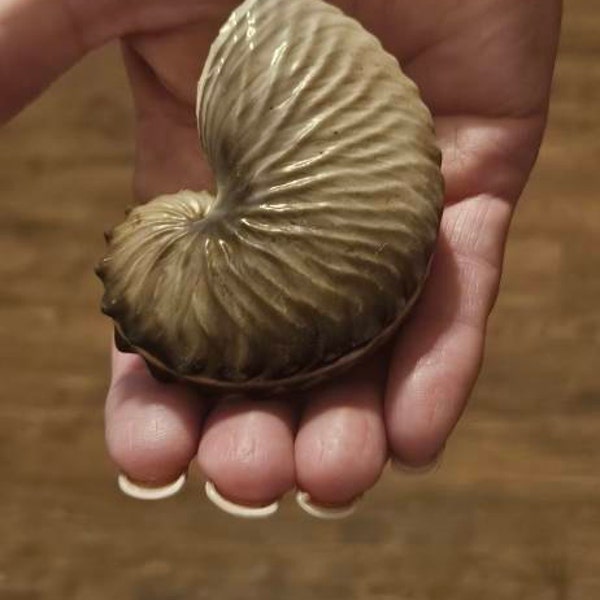 BROWN PAPER NAUTILUS Shell 2.5-3" Large Display Seashell Beach Nautical ...