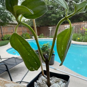 Variegated Spiral Ginger Costus Arabicus Variegatus - Etsy