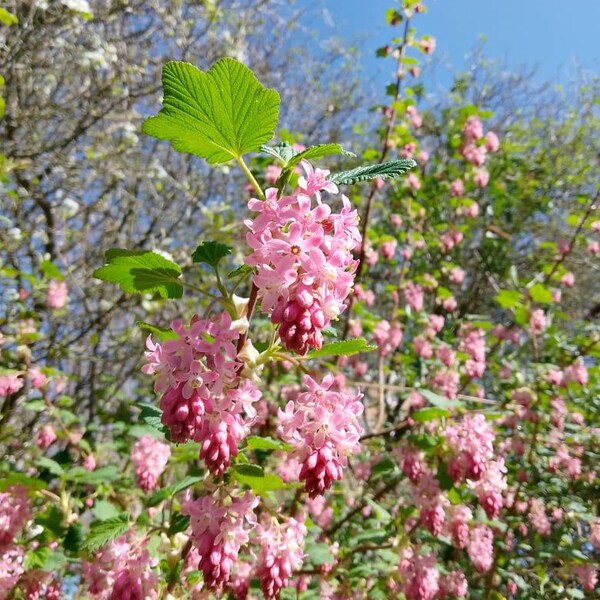 REMOVE THIRD PARTY Spell, Removal of Third Party Interference, Separate ...