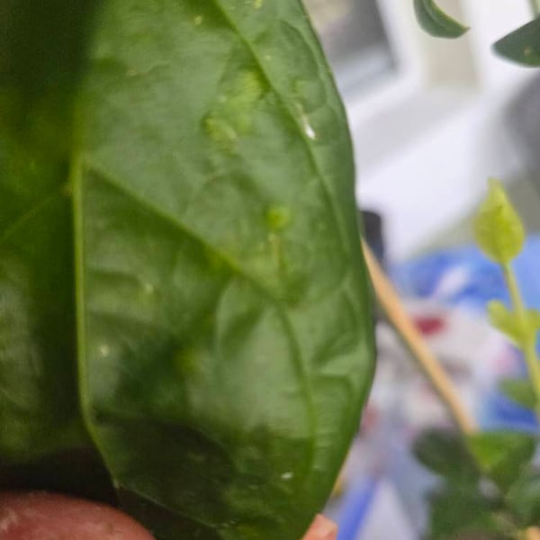 Parijatha Plant in Half-gallon Pot | Coral Jasmine | Harshringar ...