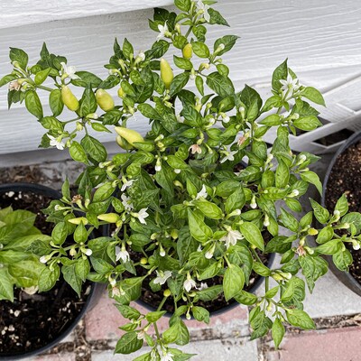 Korean Gochu Pepper Seeds - Etsy