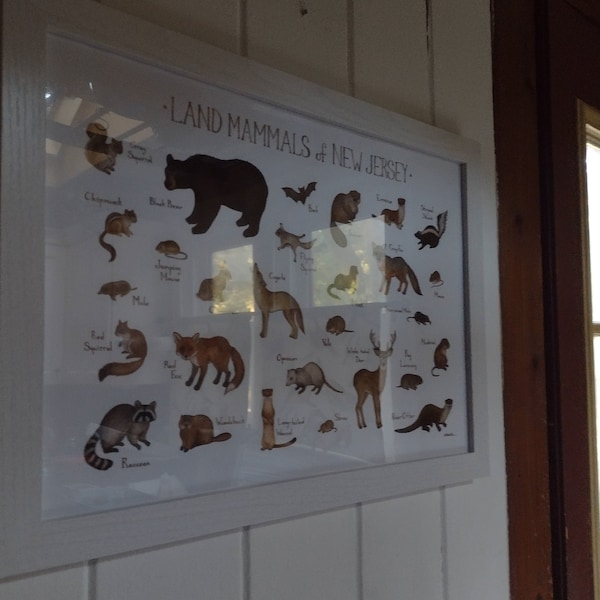 New Jersey Land Mammals Field Guide Art Print / Animals of New Jersey ...