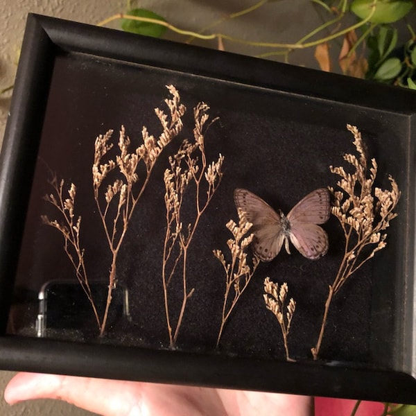 Crenis Pechueli RECTO Pink Purple Butterfly Africa - Etsy
