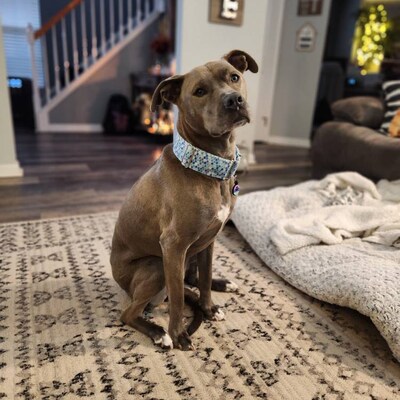 Rainbow Paw, 2 Inch, 1 Inch, Dog Collar, Big Dog Collar, Custom Dog ...