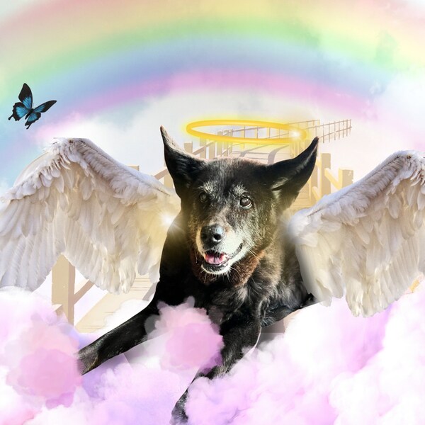 Custom Rainbow Bridge Pet Memorial Photo - Etsy