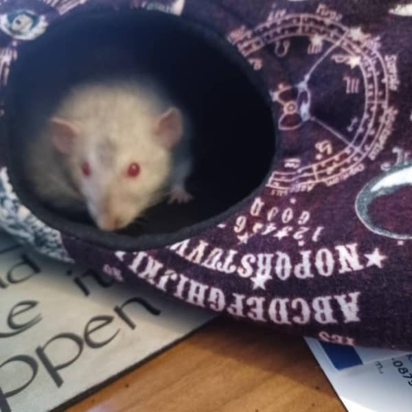 Custom Made-to-order Small Animal Beds Great for Rats, Ferrets and ...