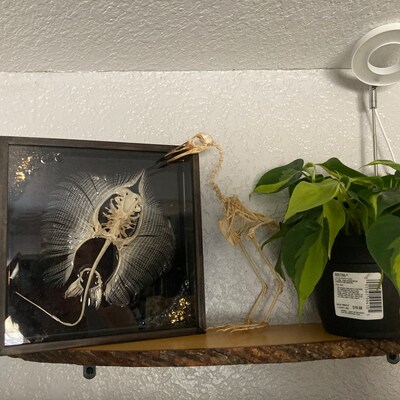 Real Lionfish Skeleton Dendrochirus Fish Taxidermy on - Etsy