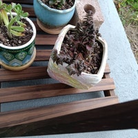 RARE | Crassula Tabularis Pagoda Village - Succulent Plant 2" Pot ...
