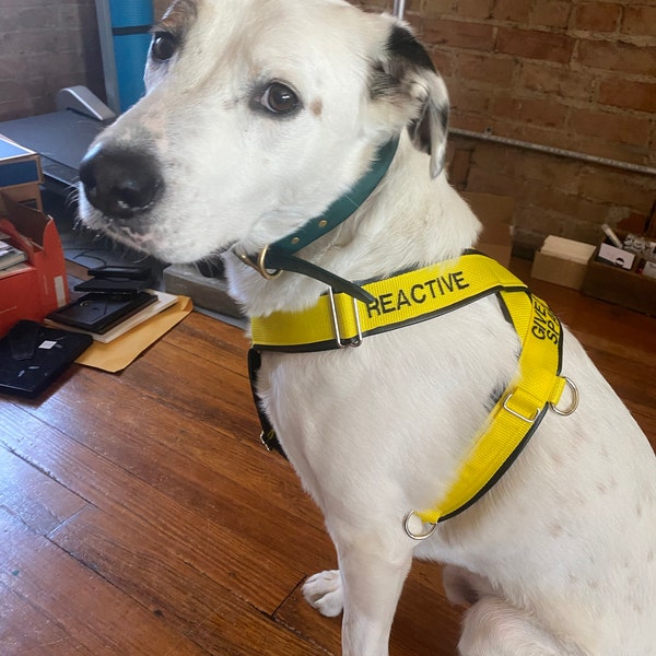 X Back Y Front Dog Harness - Custom Made With Vinyl and Webbing - Etsy