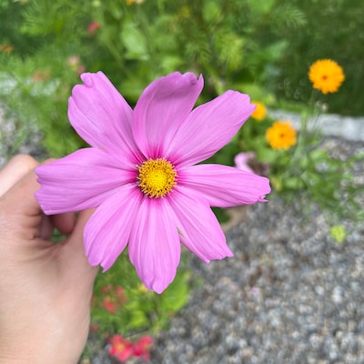 Gypsy Charmer Sunflower Seeds Tricolor 4-6' Branching - Etsy