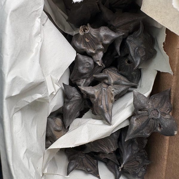 Horned Water Chestnut Seed Pods – Spooky Halloween Witchy Crafts ...