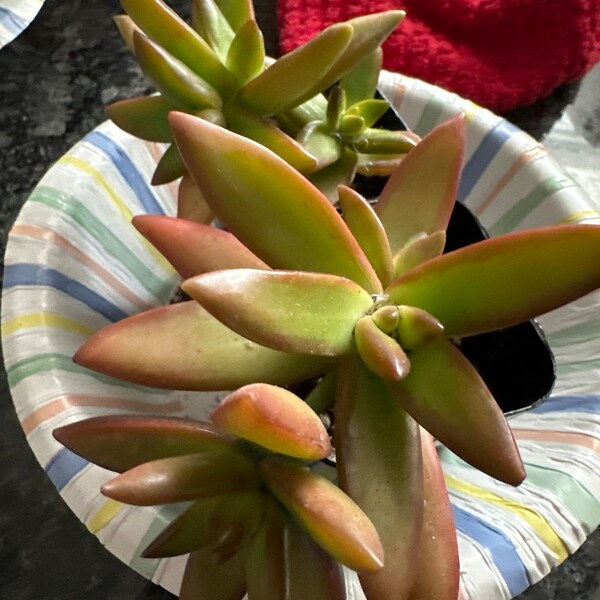 Sedum Adolphi Firestorm - Etsy