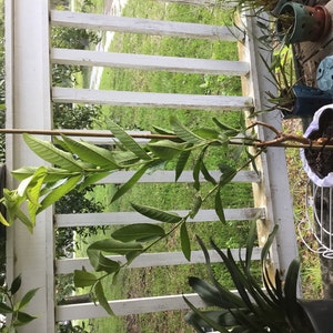 Red Diamond Red Crystal Seedless Guava Crisp Extremely Rare - Etsy