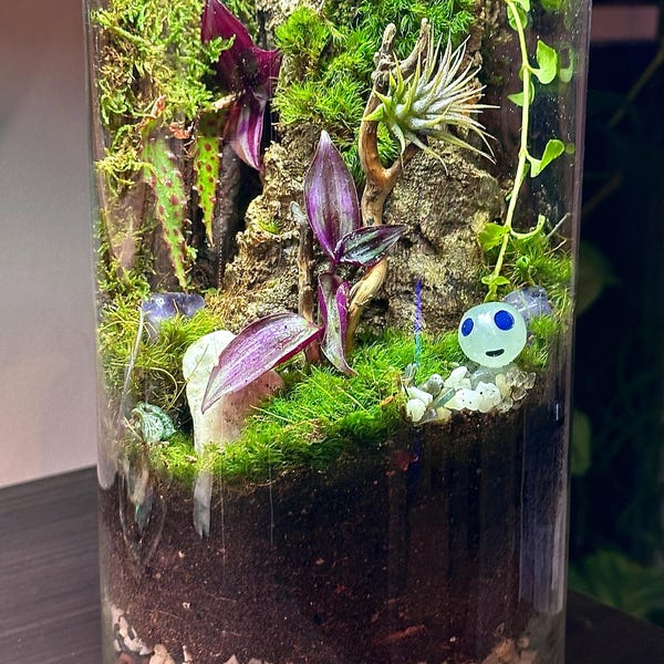 Princess Pine Tree Clubmoss Plants for Fairy Garden, Terrarium, Garden ...