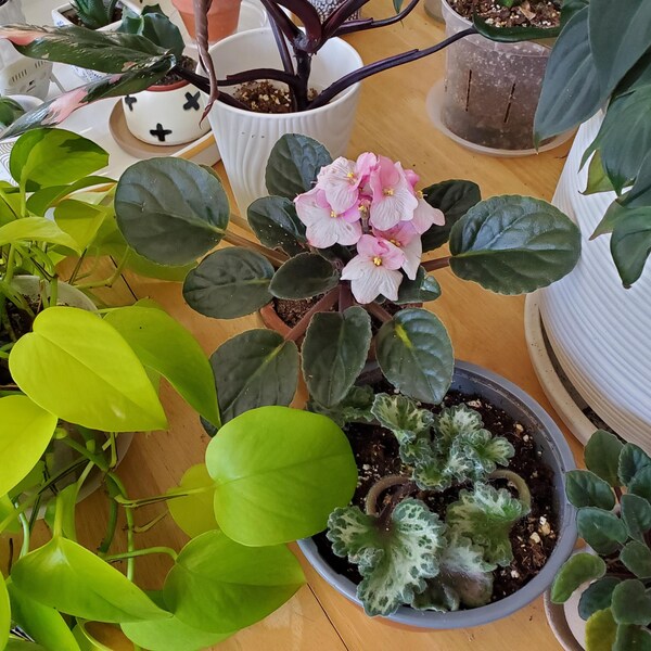 4" African Violet “cabbage Patch” - Etsy