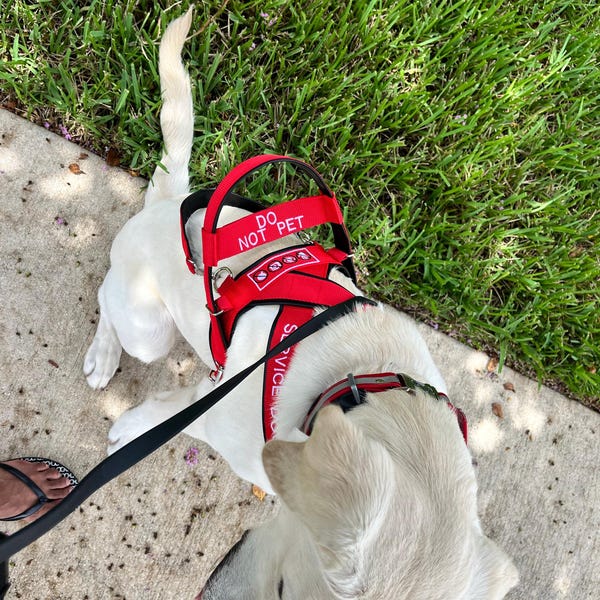 X Back Y Front Dog Harness - Custom Made With Vinyl and Webbing - Etsy