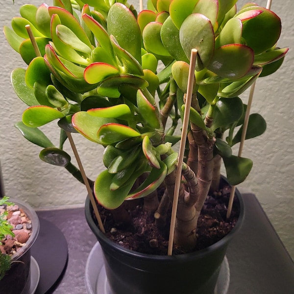 Echinocactus Grusonii V. Albispinus Aka White Spined Barrel Live Cactus ...