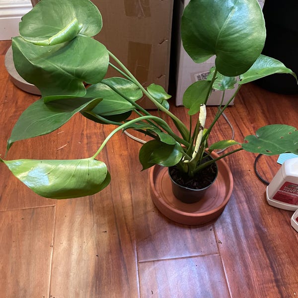 Monstera Deliciousa Live Indoor Plant, Easy Care Low Light Houseplant ...