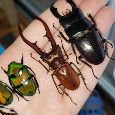 Mixed Real Beetles Package of 5 Pack of Mixed Beetles - Etsy