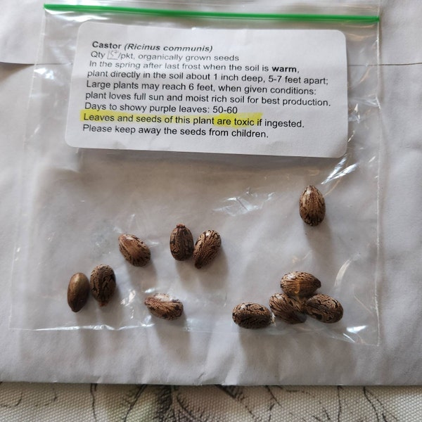 Broadleaf Plantain (plantago Major) Seeds, Organically Grown - Etsy