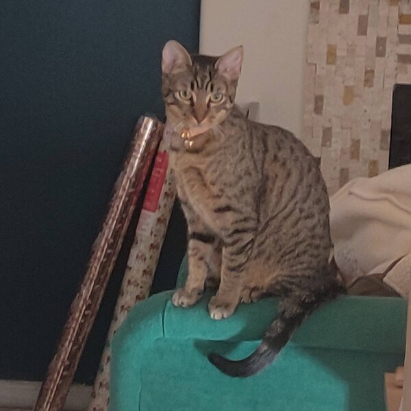 Fancy Check/plaid Cat Collar Bowtie Set for Boys and Girls,personalized ...