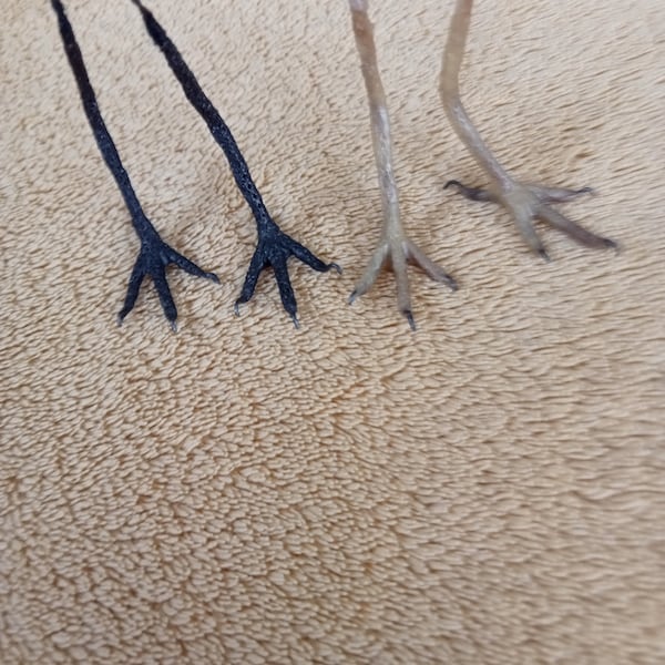 Birds Legs,craft Legs,small Birds Feet,handmade Legs for Needle Felted ...