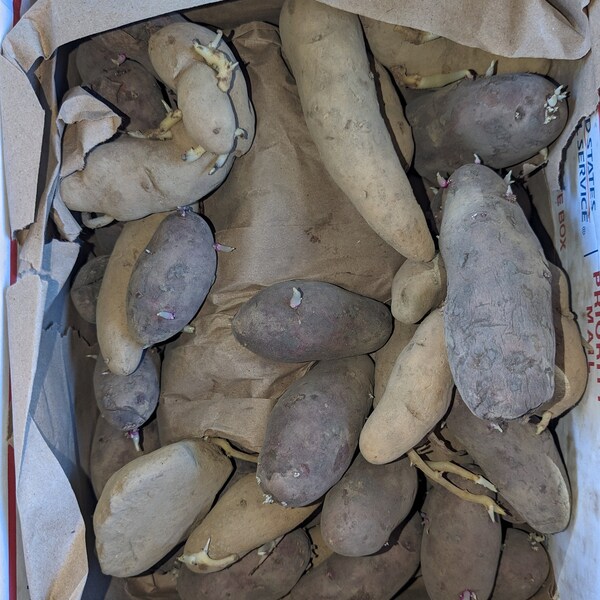 RODERIQUE FRENCH SHALLOT Sets - Non-gmo Bulbs, Garden Seed Shallots ...