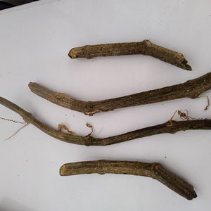 1 Pound FRESH Cow Manure/organic for Plant Growth and Other Uses From ...