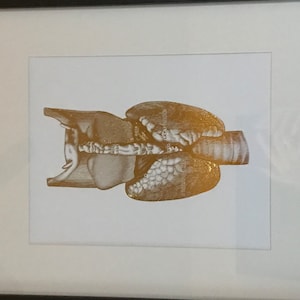 Brain Anatomy Print Neuroscience Gift Neurosurgeon Gift Gold Foil Print ...