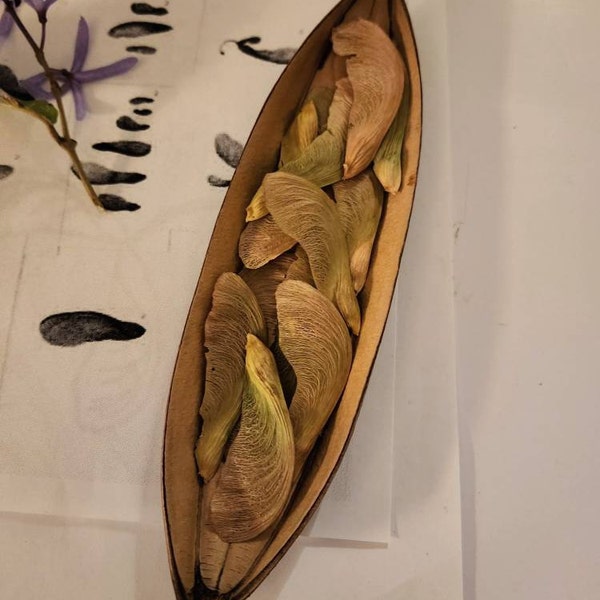 Extra Large Maple Tree Helicopter Samara Seeds for Crafting - Etsy