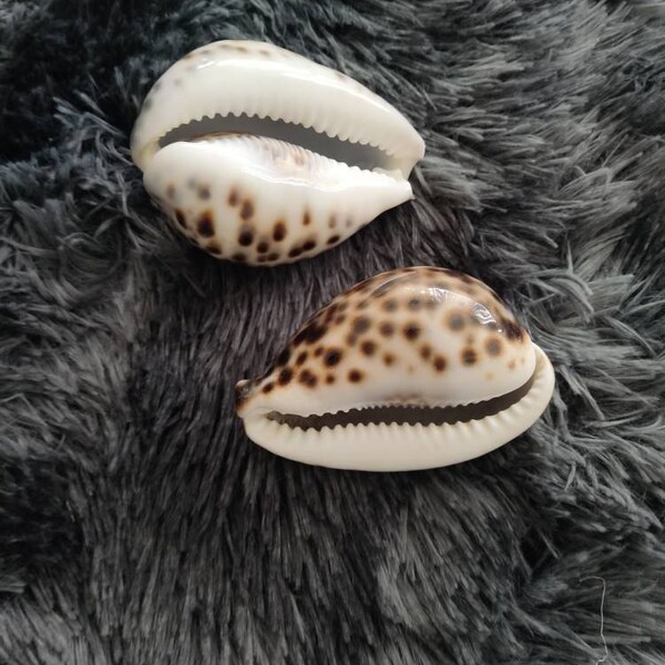 Large Polished Tiger Cowrie Shells (3 - 3.75 Inches) - Etsy