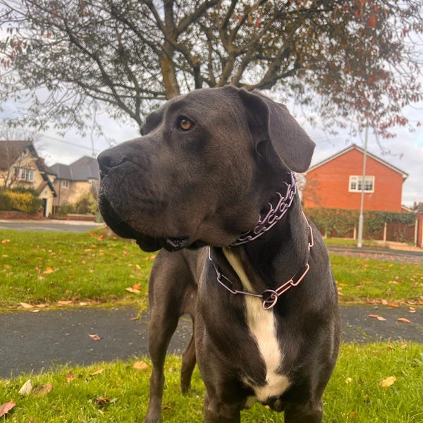 33in Chain Traffic Lead/leash Custom Powder Coated for Dogs, Biothane ...