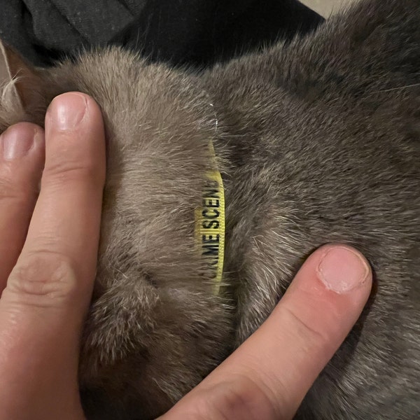 Crime Scene Halloween Breakaway Cat Collar - Etsy