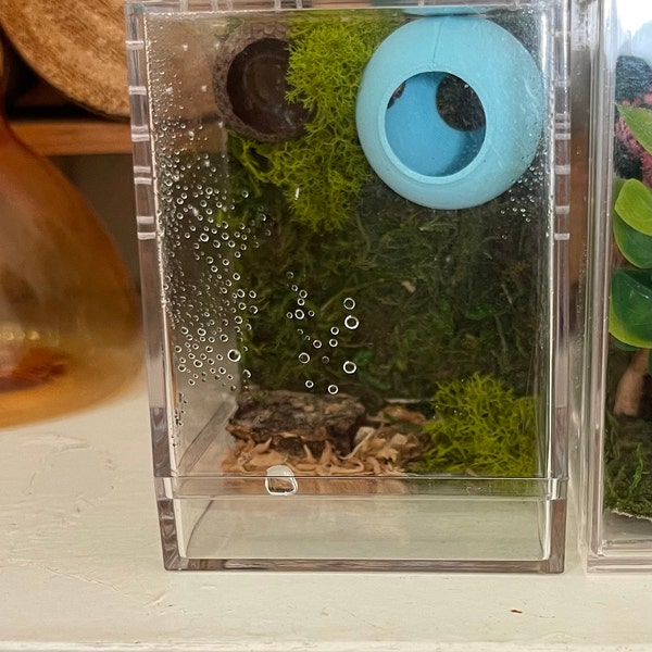 Acorn Jumping Spider Enclosure, Sling Jumping Spider Container Home ...