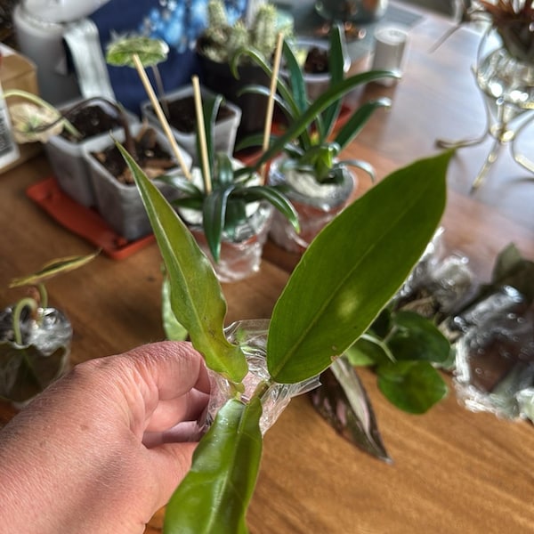 Philodendron Pluto Choco Empress Starter Plant **(ALL Plants Require ...
