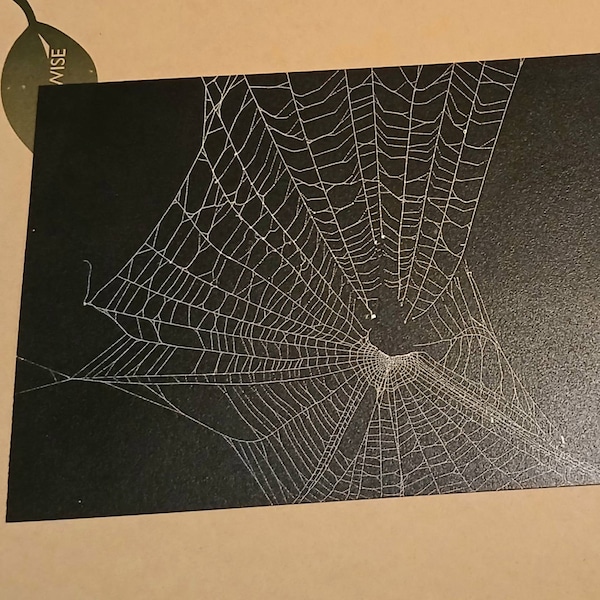 Unique Medium Real Preserved Spider Web- Cruelty Free - Etsy