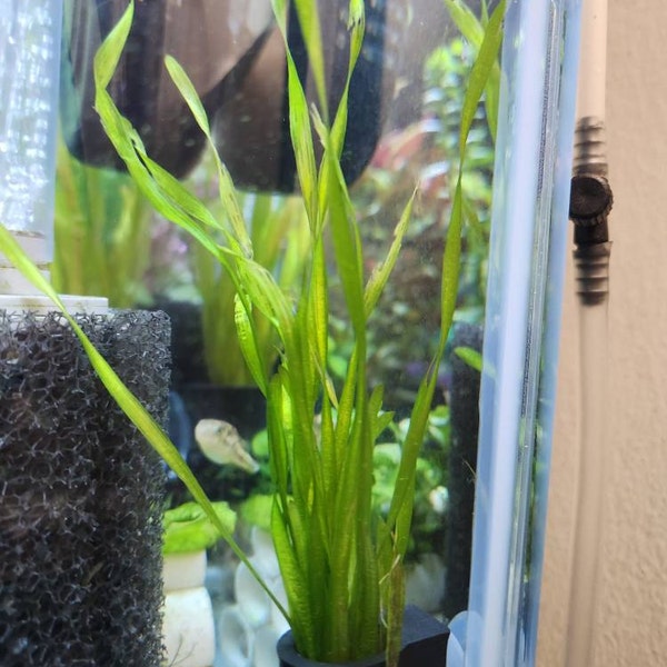 BUY 2 GET 1 FREE Corkscrew Val! (vallisneria Contortionist)-easy Live ...