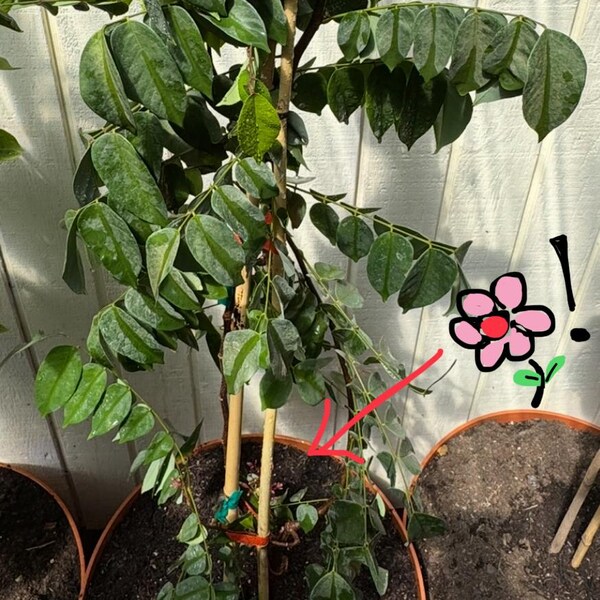 Strawberry Tree- 1 Gallon- 2 Feet Tall- Muntingia Calabura- Jamaican Cherry- Exotic Fruit Tree ...