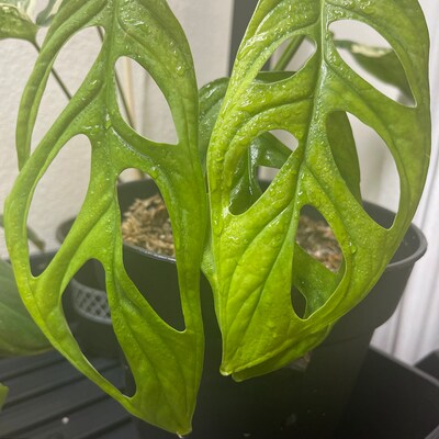 Variegated Monstera Peru Nodes - Etsy